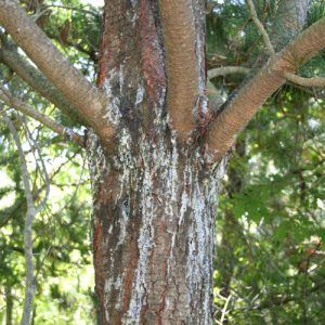 Pine pitch canker – PLURIFOR